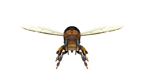3d Bee Model Turbosquid 2122802