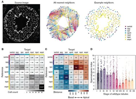 higher order statistical analysis of an independent wildtype dataset