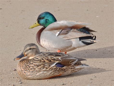 Daniela Cisneros Portfolio