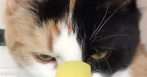 Elephant Album On Imgur Elephant Album On Imgur