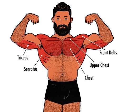 What Muscles Do Dips Work