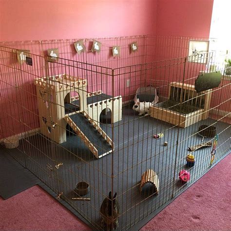 Flemish Giant Rabbit Enclosure At Troy Musselman Blog