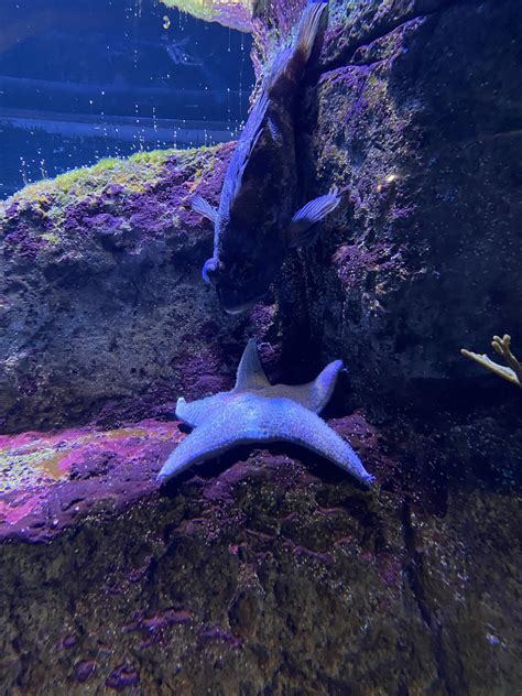 Aquarium Object Detection Dataset 4817 Annotated Bounding Boxes Of