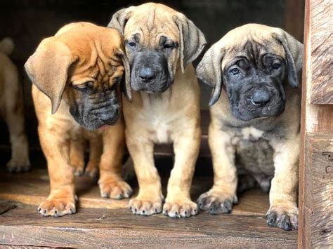Find Cane Corso Puppies Near Me Local Breeders