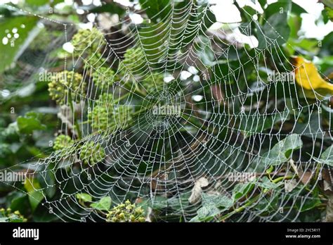 Spiders Web Or Cobwebs With Dew On Fruiting Tree Ivy Plant Hedera