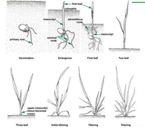 Basic Grass Growth And Photosynthesis Flashcards Quizlet