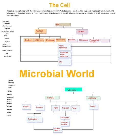 Concept Maps Cell And Microbial World Activity Pdf