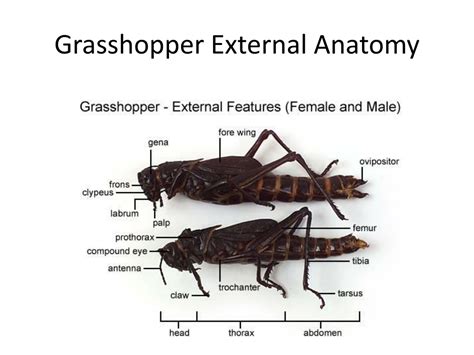 Ppt Molluscs And Arthropods Diversity A Guide To Classes And Orders