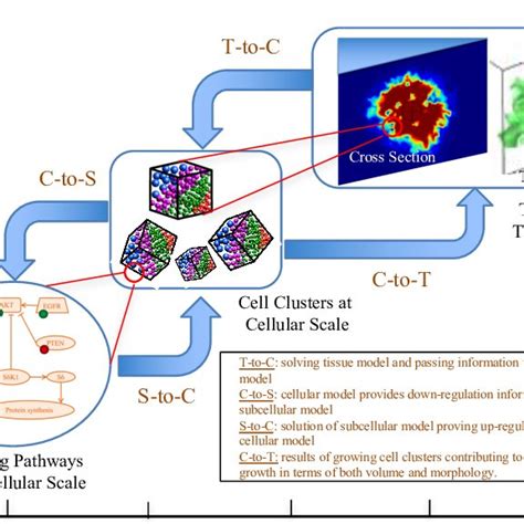 Pdf A Fully Coupled Spacetime Multiscale Modeling Framework For Predicting Tumor Growth