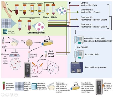 Schematic Overview Of The Experimental Design A Isolation Of