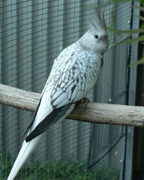 Pearl Cockatiel Male Or Female