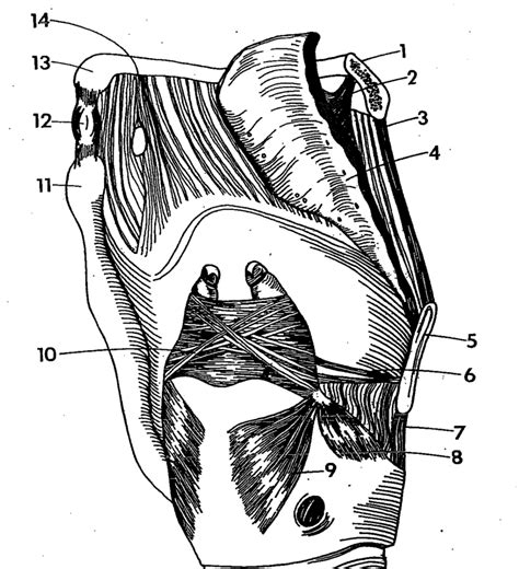 Phonation Diagrams Diagram Quizlet