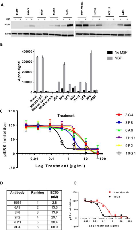 Anti Ron Antibodies Exert Antagonositic Effects On Msp Induced Increase