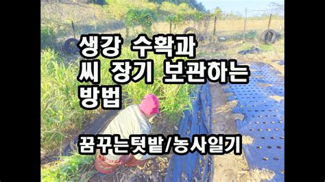 생강 수확과 씨 장기 보관하는 방법 Youtube