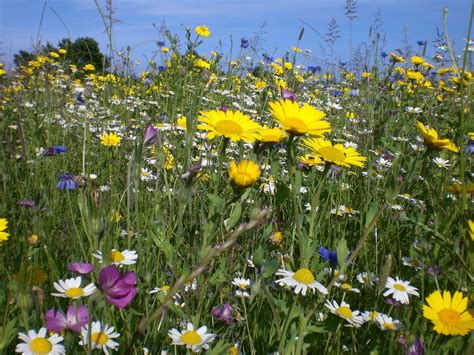 Flores Silvestres Características Cultivo Y Consejos Para Su Plantación