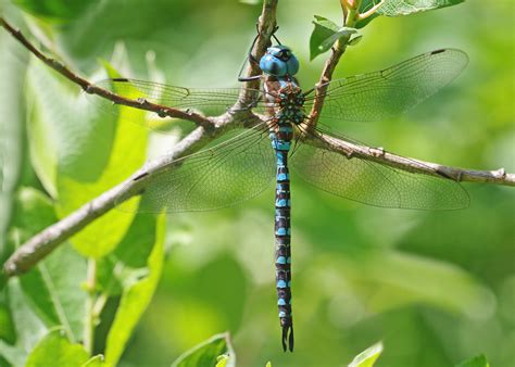 Bug Othe Week Spatterdock Darner Riveredge Nature Center