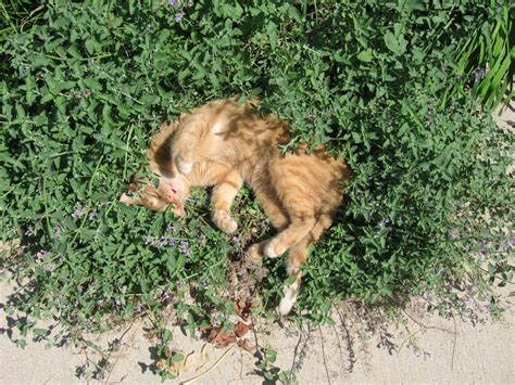 Why Cats Go Crazy For Catnip And Silver Vine Meowingtons