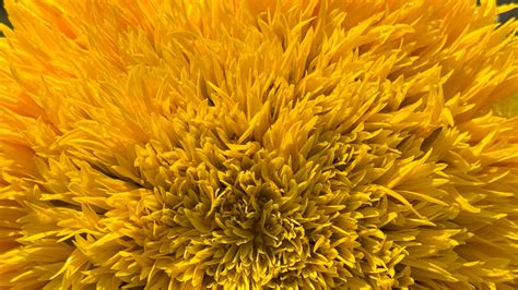 Fix For Object Reference Not Set To An Instance Of An Object Error When Updating Organization