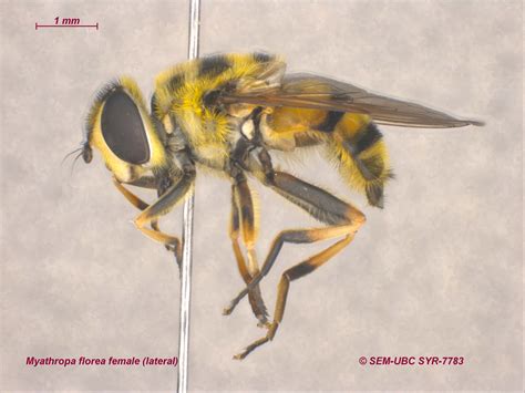Syrphidae