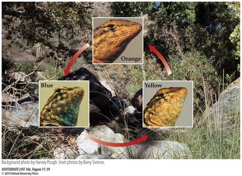 Sexual Selection III Alternative Mating Strategies Flashcards Quizlet