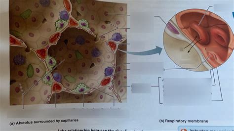 Alveolus Diagram Quizlet