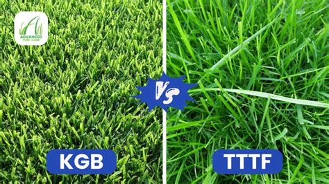Kentucky Bluegrass Vs Turf Type Tall Fescue The Ultimate Guide To