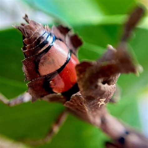 Acanthops Erosula Kaiserstuhl Mantiden