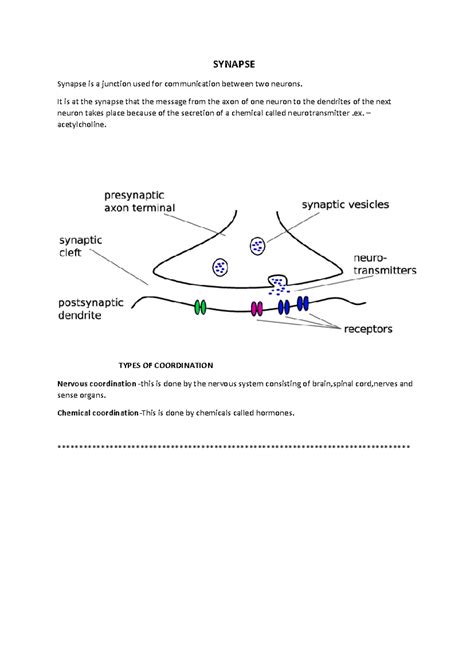 Synapse Diagram And Notes Word Doc Synapse Synapse Is A Junction Used For Communication