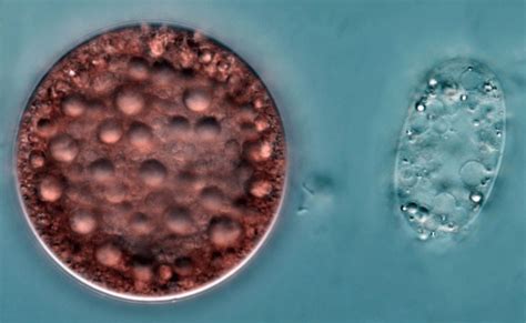 Chromatium Over 2 Royaltyfri Stock Fotos Der Kan Licenseres