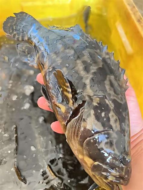 珍珠龙胆石斑鱼百度百科