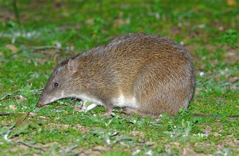 Scratching Below The Surface With Australias Digging Mammals — Global