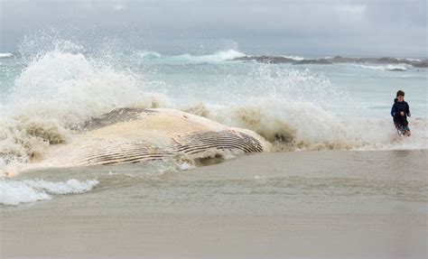 Photos Whale Carcass Washes Up At Pacific Grove Monterey Herald