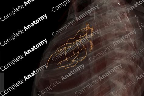 Cardiac Plexus Complete Anatomy