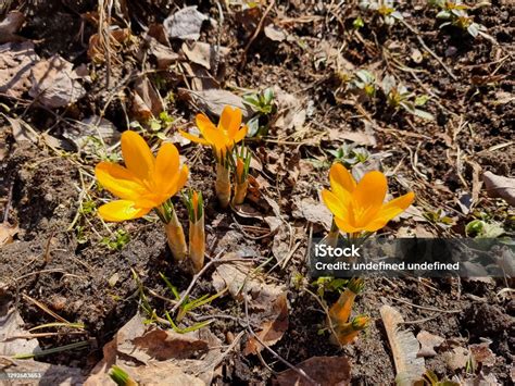 숲에서 봄의 시작을 나타내는 아름다운 크로커스 꽃 화창한 날과 봄 꽃 0명에 대한 스톡 사진 및 기타 이미지 0명 3월 4월 Istock