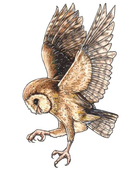 Beautiful Barn Owl Flying Hand Drawn Bird Illustration