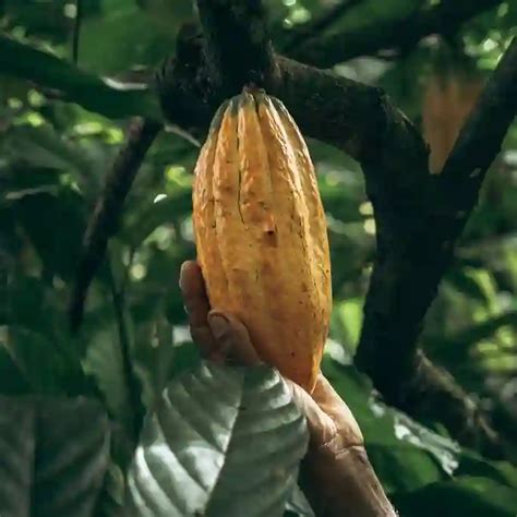 Plant Faqs Cacao Tree Theobroma Cacao