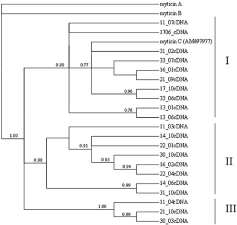 Bayesian Tree Of Basic Cdna Sequences Of Myticin C Values On Branches