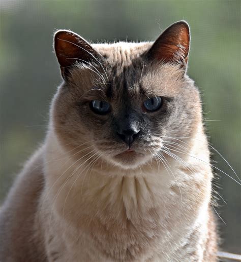 Томас | Пикабу