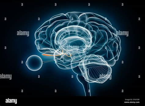 Olfactory Tract With Bulb And Nerve X Ray View 3d Rendering Illustration Human Brain And Limbic