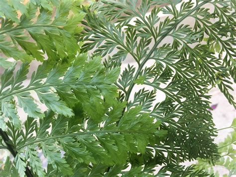 How To Identify Mother Spleenwort Asplenium Bulbiferum
