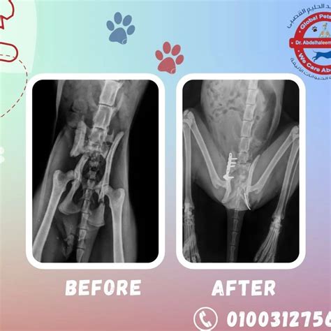 Case Of Female Cat Showed Fracture In Both Side Of Pelvic Bone Fixed By