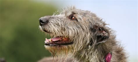 The Irish Wolfhound Breed Guide History Personality Grooming