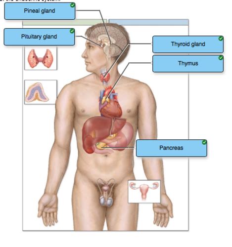 Endocrine Flashcards Quizlet