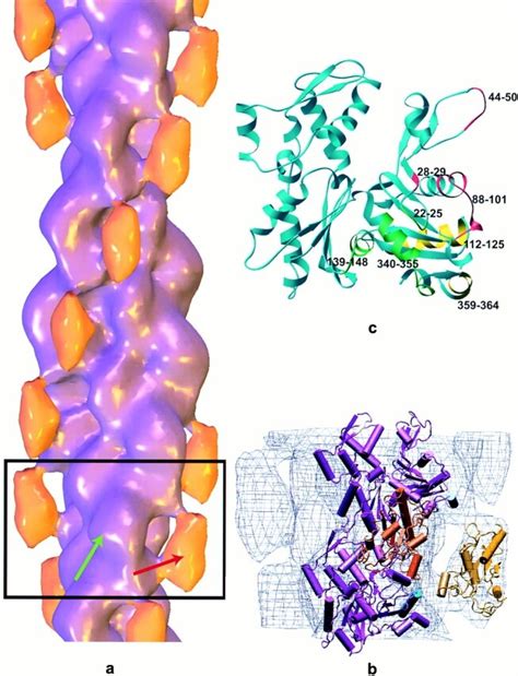 Atomic Model Of Doubly Adf Decorated F Actin A Rendered Surface Of Download Scientific