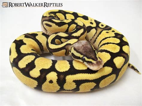 Firefly Ball Python