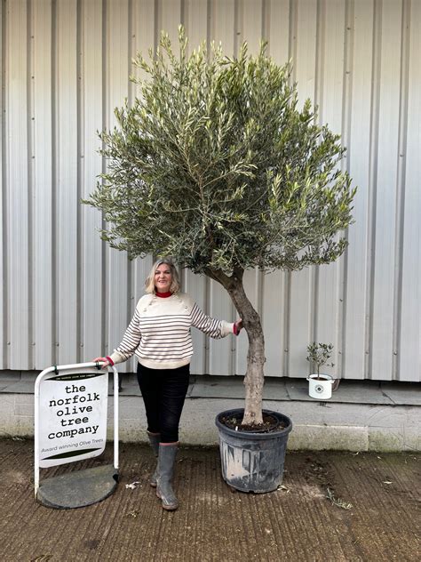 Tall Olive Tree For Sale Mature And Hardy Olea Europaea The Norfolk