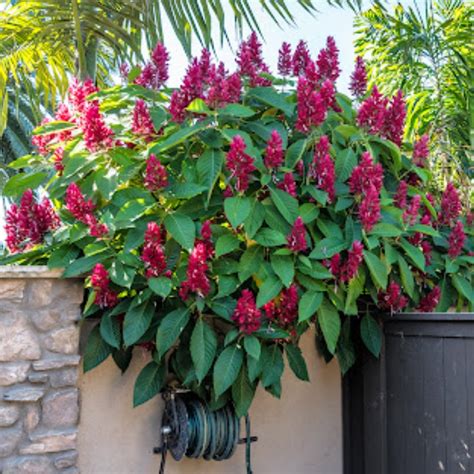 Brazilian Red Cloak Solara Garden