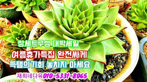 여름휴가특집 재희네다육 창세트구성 왕창세일 한바구니 7종에 무조건 5만원 국민이 군생들도~~ 삼복더위에 집에서 편하게 다육쇼핑하세요 문의010 5331 8065