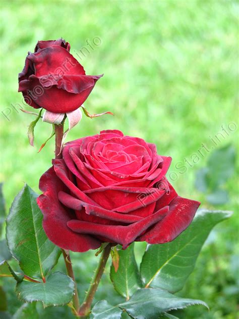 Фото "Черная роза Баккара (Black Baccara) с бутоном." :: ФотоСтарт ...