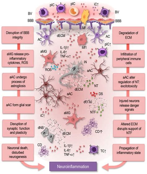 From Homeostasis To Neuroinflammation Insights Into Cellular And Molecular Interactions And